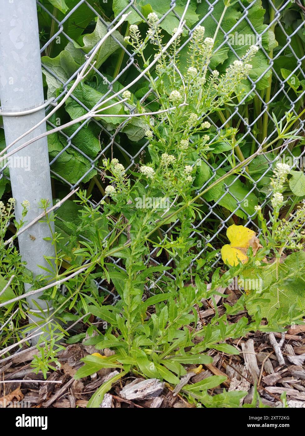 field peppergrass (Lepidium campestre) Plantae Stock Photo - Alamy