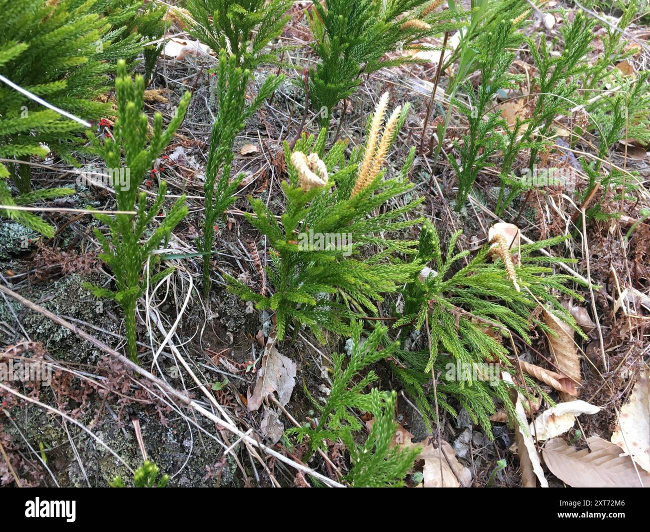 Hickey's tree-clubmoss (Dendrolycopodium hickeyi) Plantae Stock Photo ...