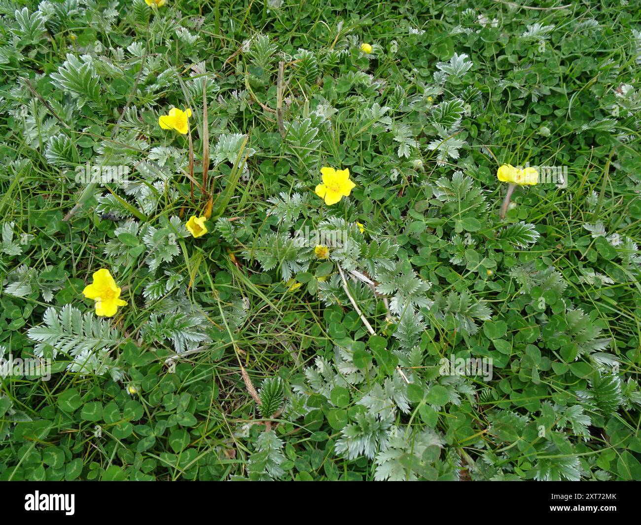 common silverweed (Argentina anserina) Plantae Stock Photo - Alamy