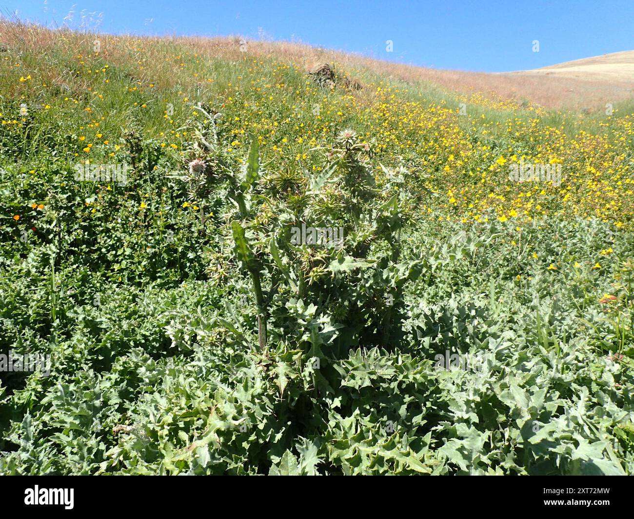 Mount Hamilton fountain thistle (Cirsium fontinale campylon) Plantae ...