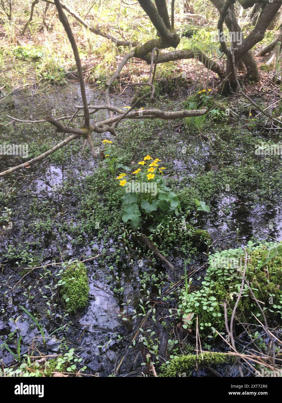 marsh marigold (Caltha palustris) Plantae Stock Photo - Alamy