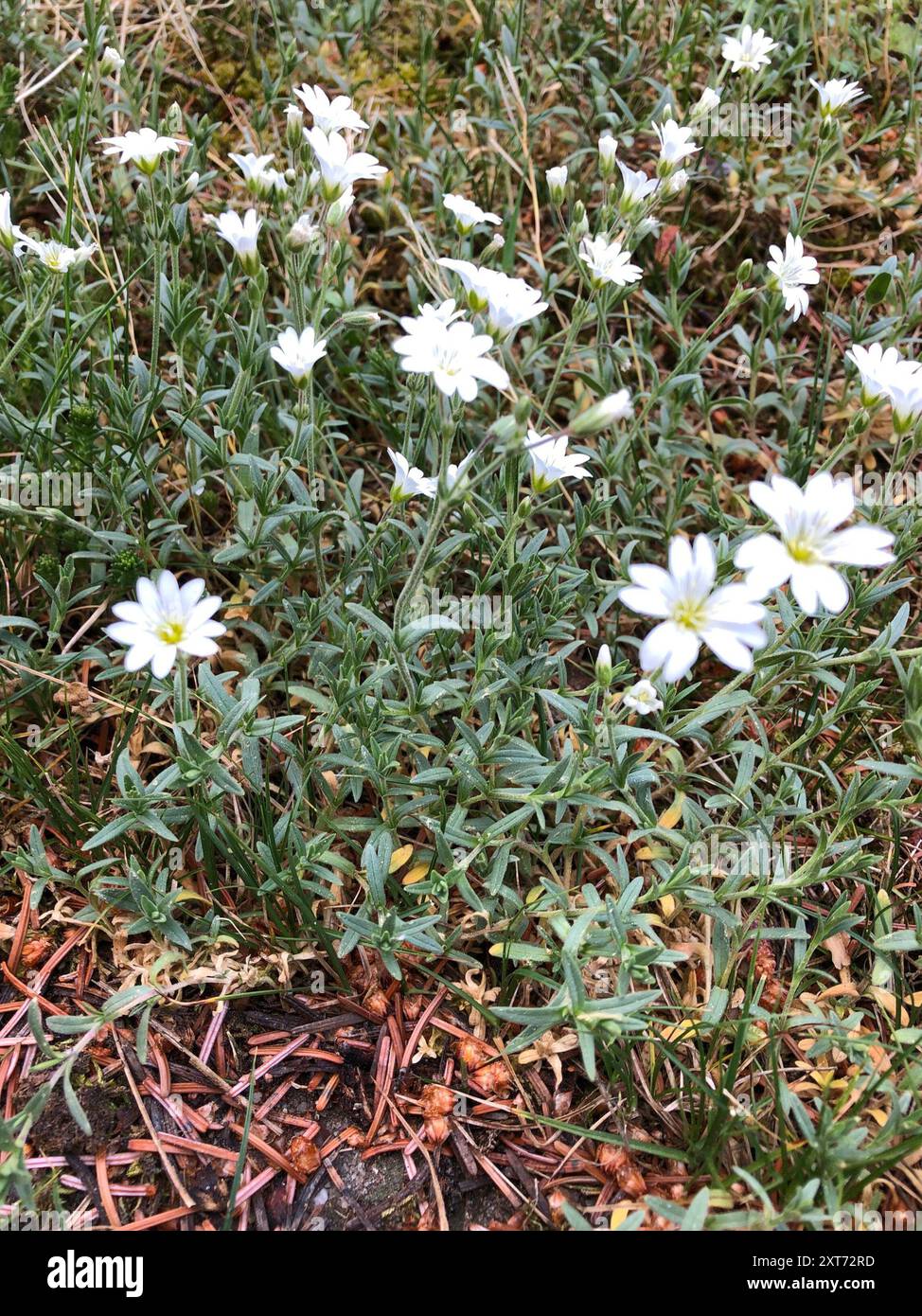 field chickweed (Cerastium arvense) Plantae Stock Photo - Alamy