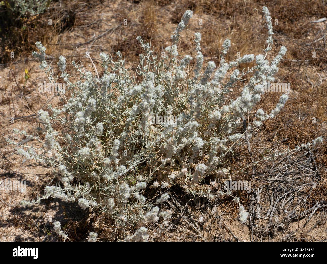 Winterfat (Krascheninnikovia lanata) Plantae Stock Photo - Alamy