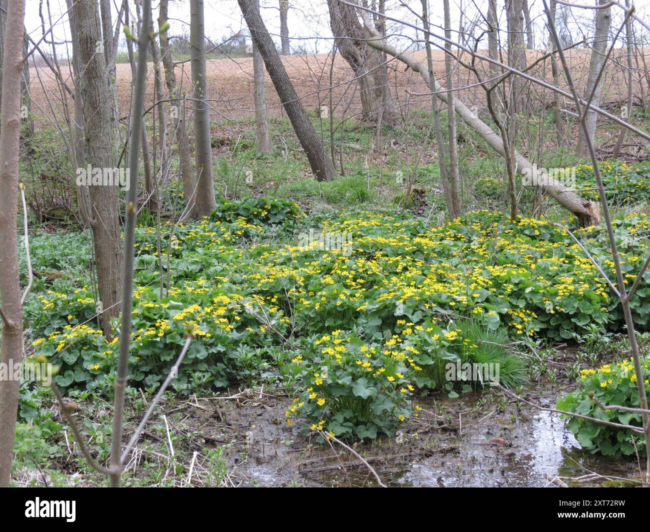 marsh marigold (Caltha palustris) Plantae Stock Photo - Alamy