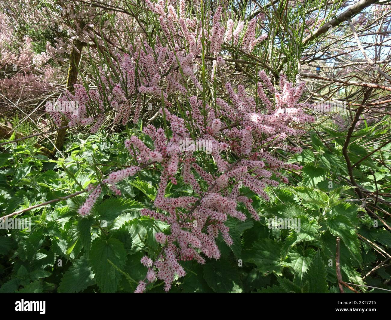 French tamarisk (Tamarix gallica) Plantae Stock Photo - Alamy