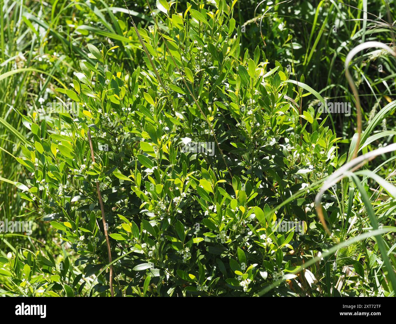 gallberry (Ilex glabra) Plantae Stock Photo - Alamy