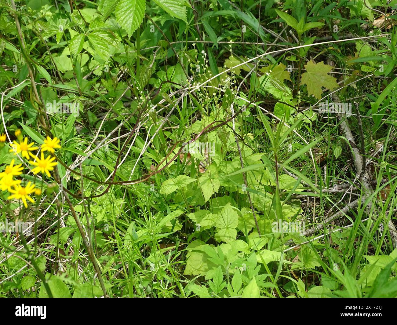 twoleaf miterwort (Mitella diphylla) Plantae Stock Photo - Alamy