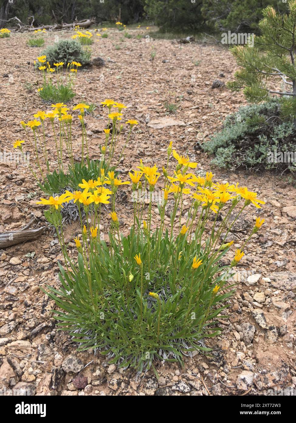 Skyline Goldenweed (Stenotus armerioides armerioides) Plantae Stock ...