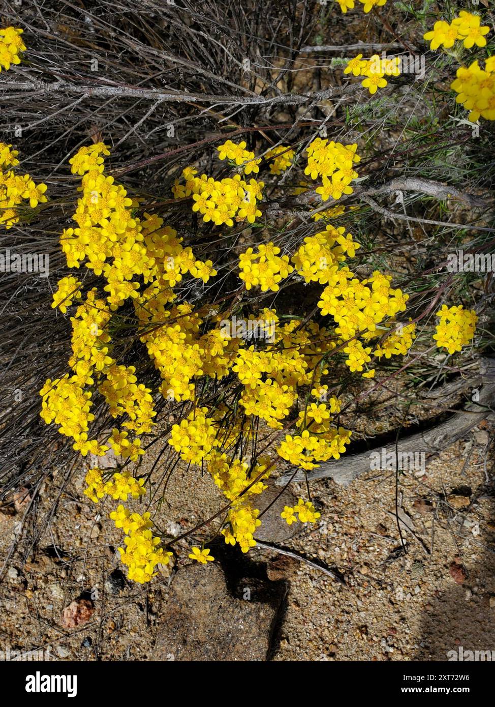 Golden Yarrow (Eriophyllum confertiflorum) Plantae Stock Photo - Alamy