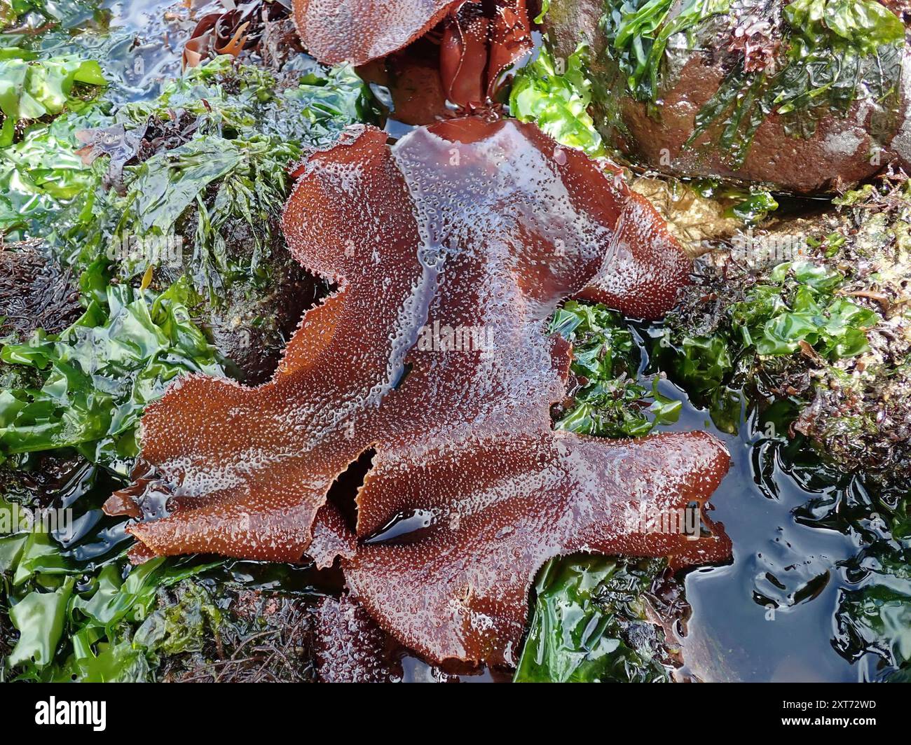 Turkish Towel (Chondracanthus exasperatus) Plantae Stock Photo - Alamy