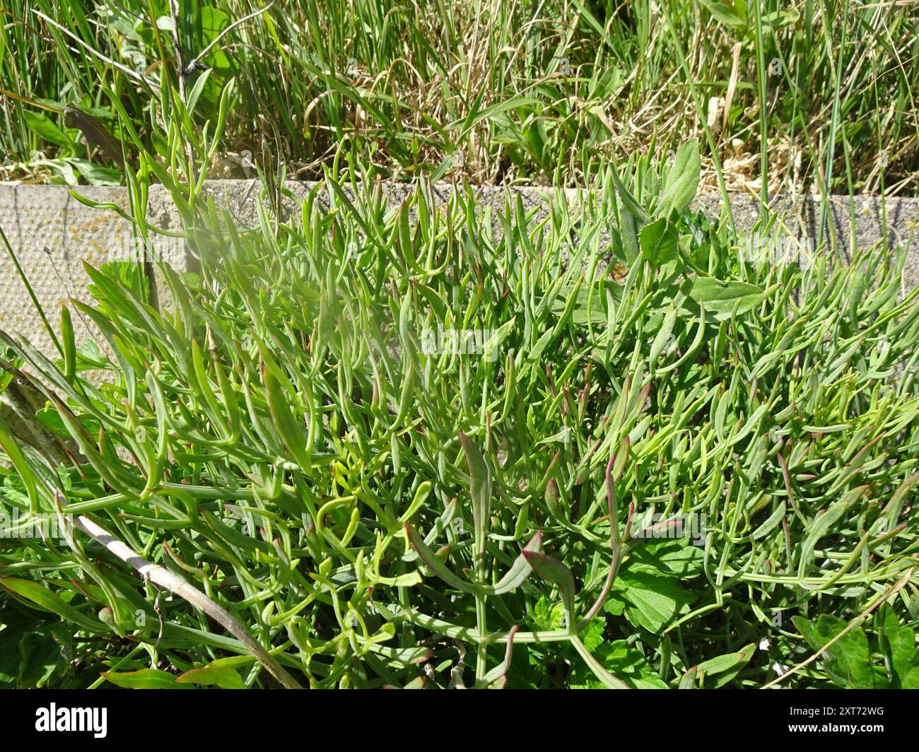 rock samphire (Crithmum maritimum) Plantae Stock Photo - Alamy