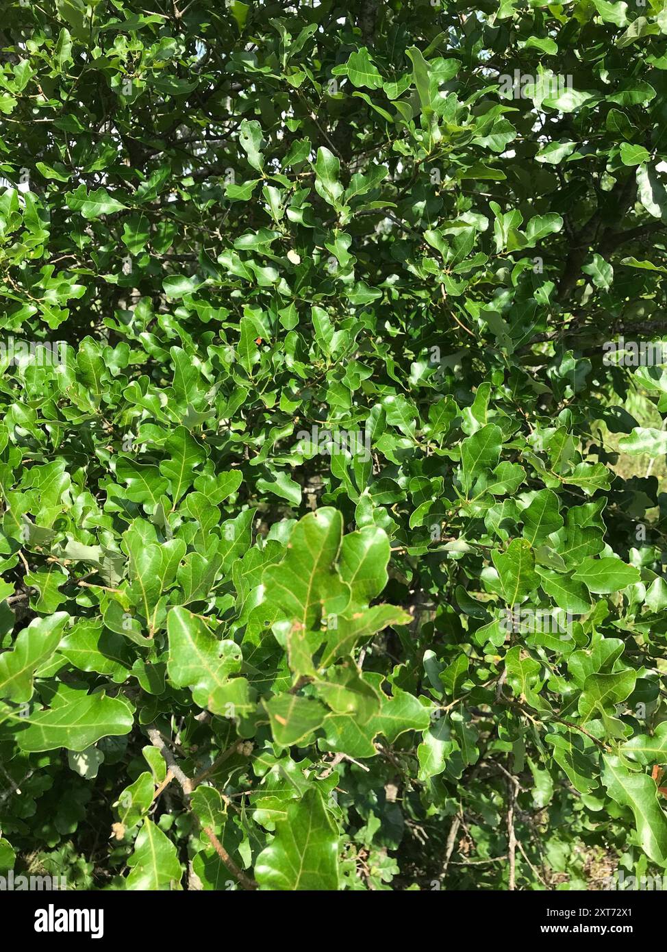 bastard oak (Quercus sinuata) Plantae Stock Photo - Alamy