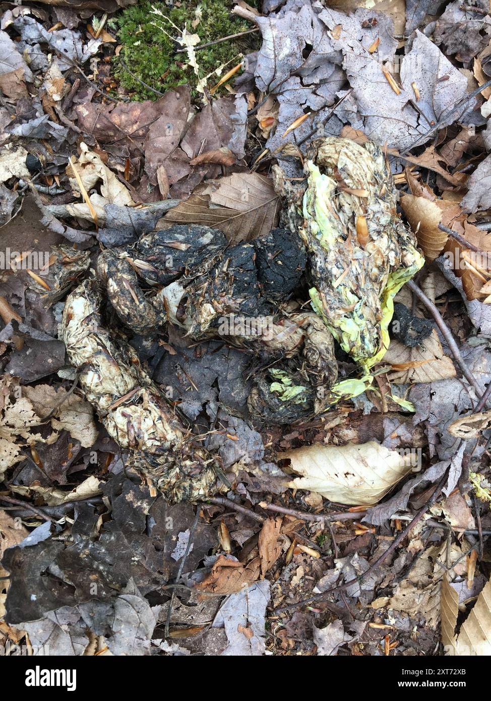 Carnivorans (Carnivora) Mammalia Stock Photo - Alamy