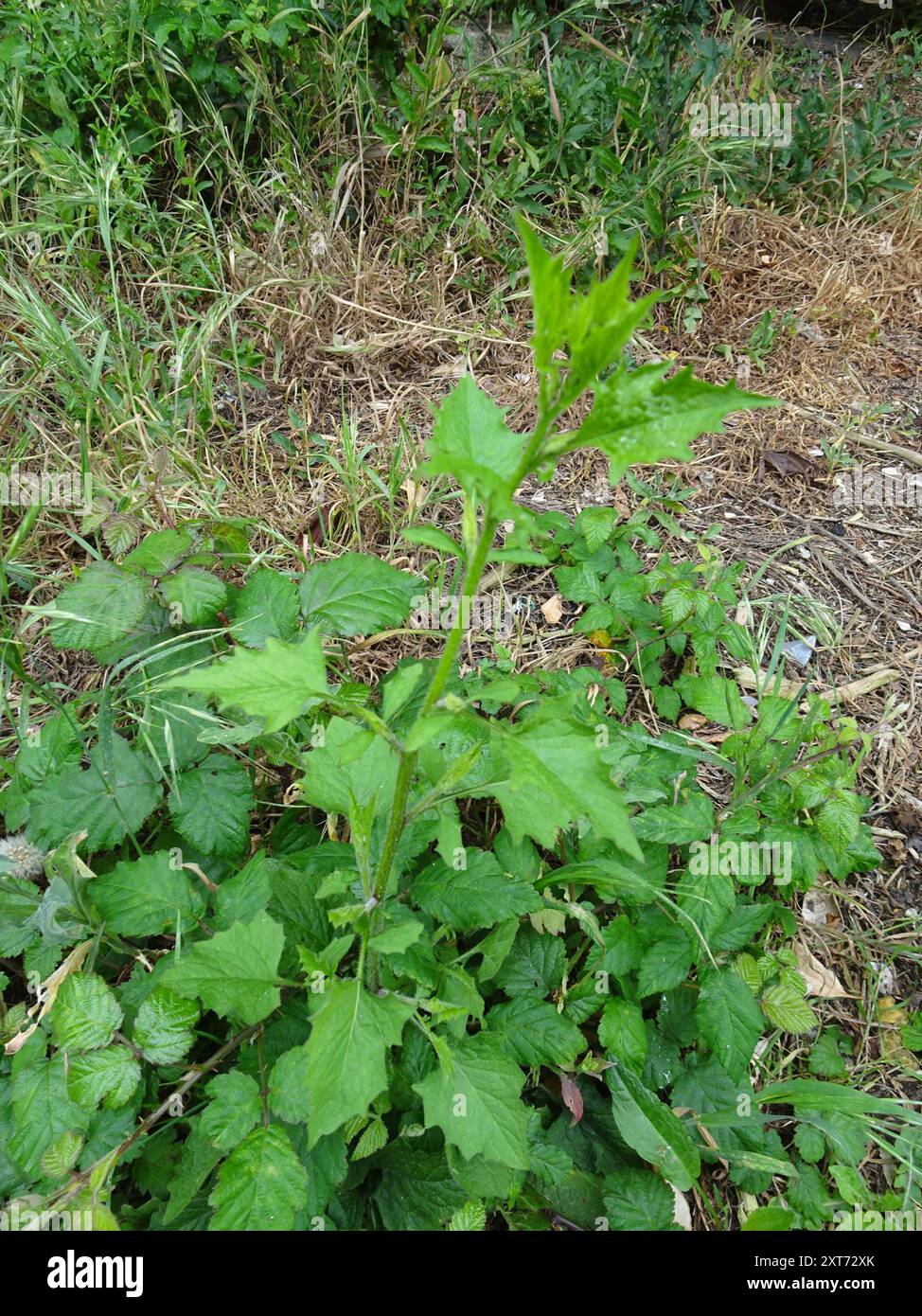 nipplewort (Lapsana communis) Plantae Stock Photo - Alamy