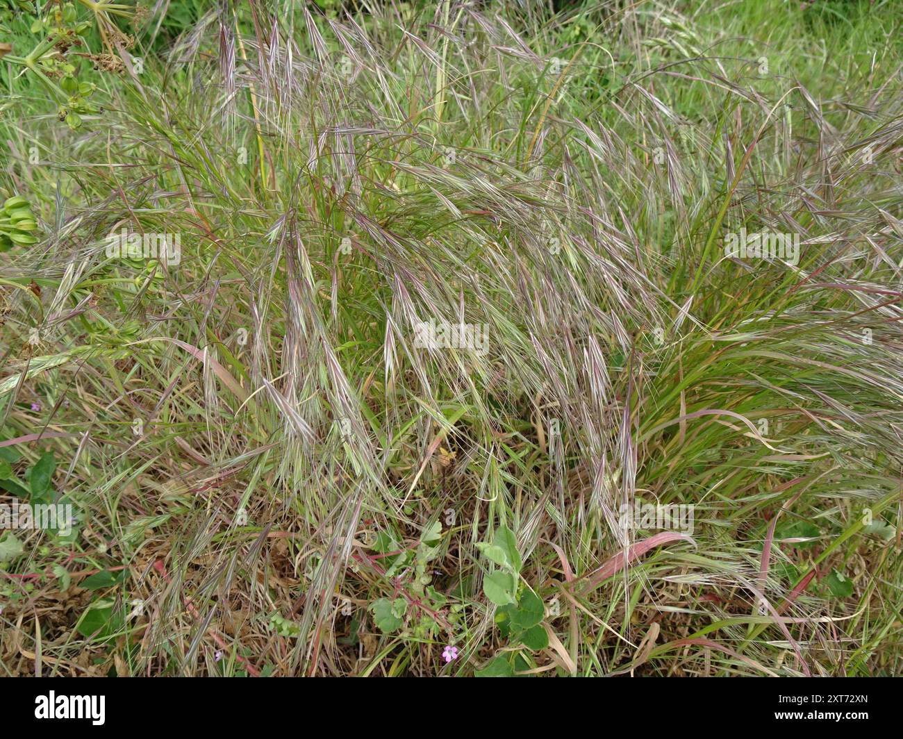 Barren Brome (Bromus sterilis) Plantae Stock Photo - Alamy