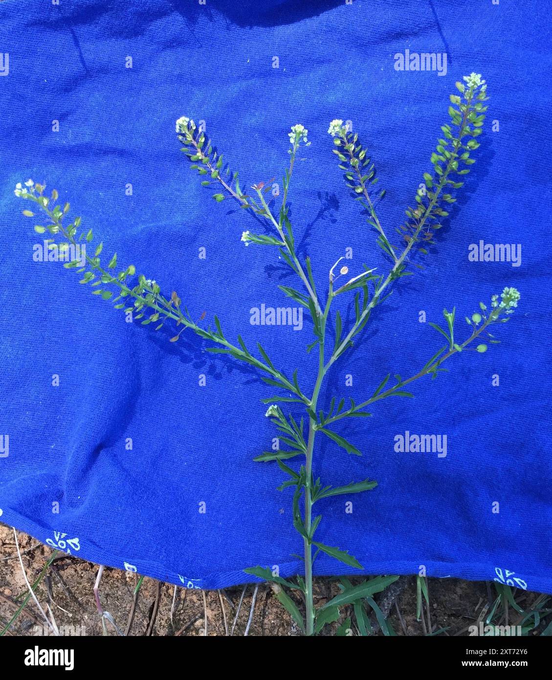 Virginia pepperweed (Lepidium virginicum) Plantae Stock Photo - Alamy