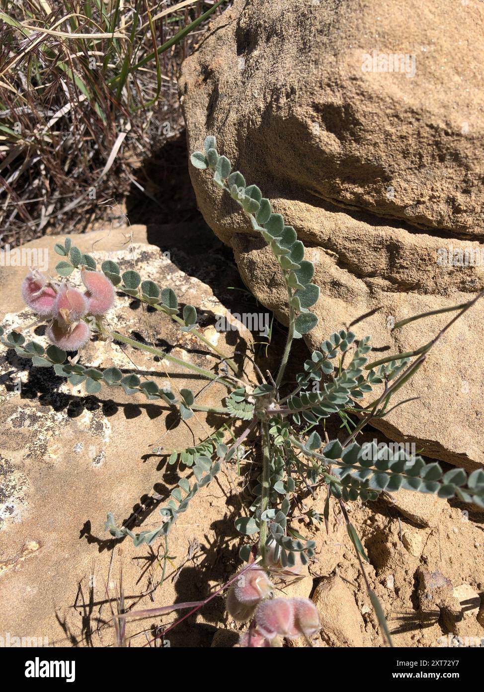 Woolly Locoweed (Astragalus mollissimus) Plantae Stock Photo - Alamy