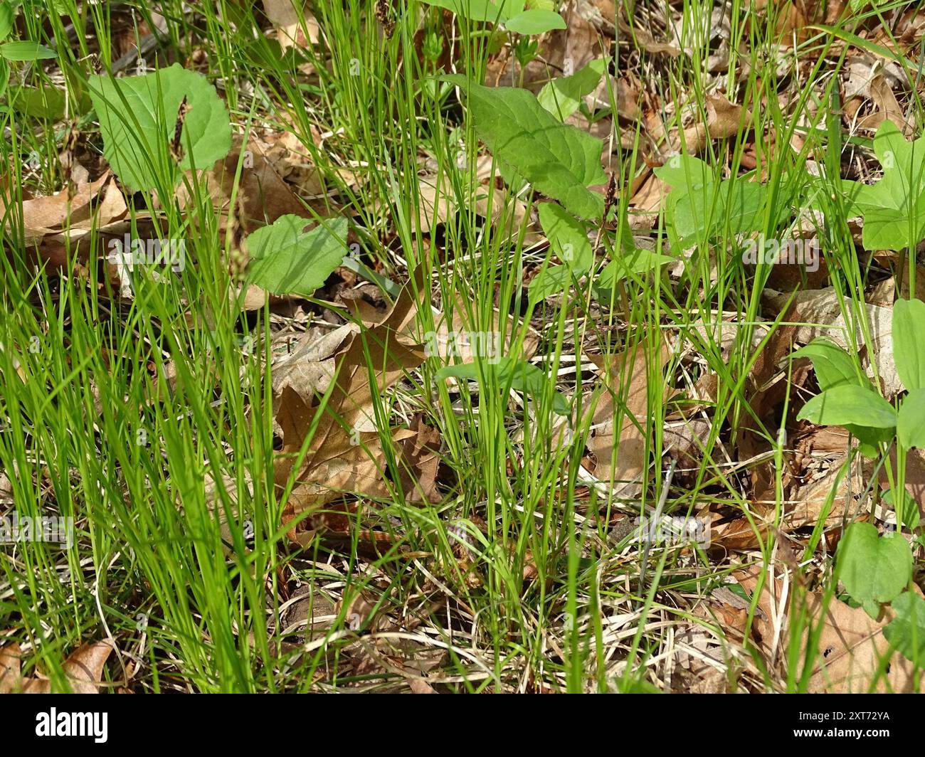 Pennsylvania sedge (Carex pensylvanica) Plantae Stock Photo - Alamy
