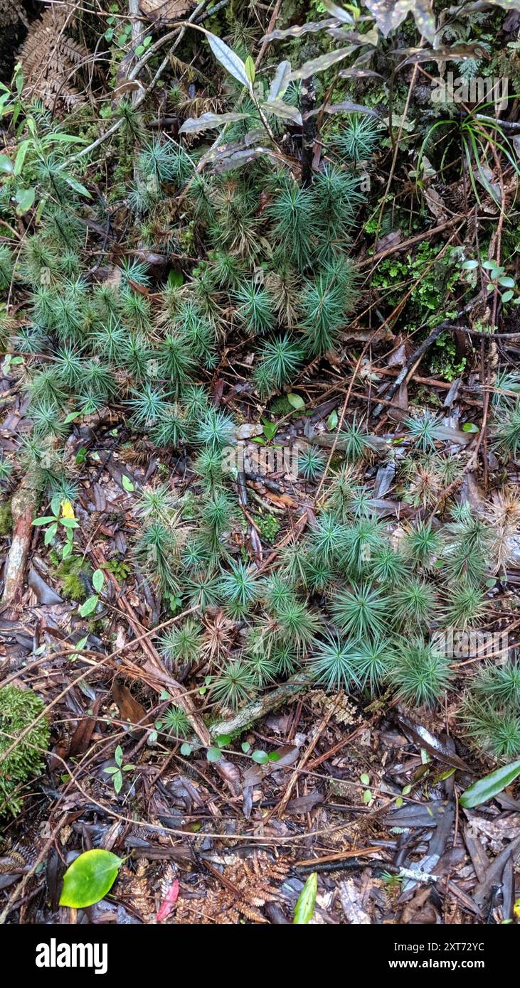 giant moss (Dawsonia superba) Plantae Stock Photo - Alamy