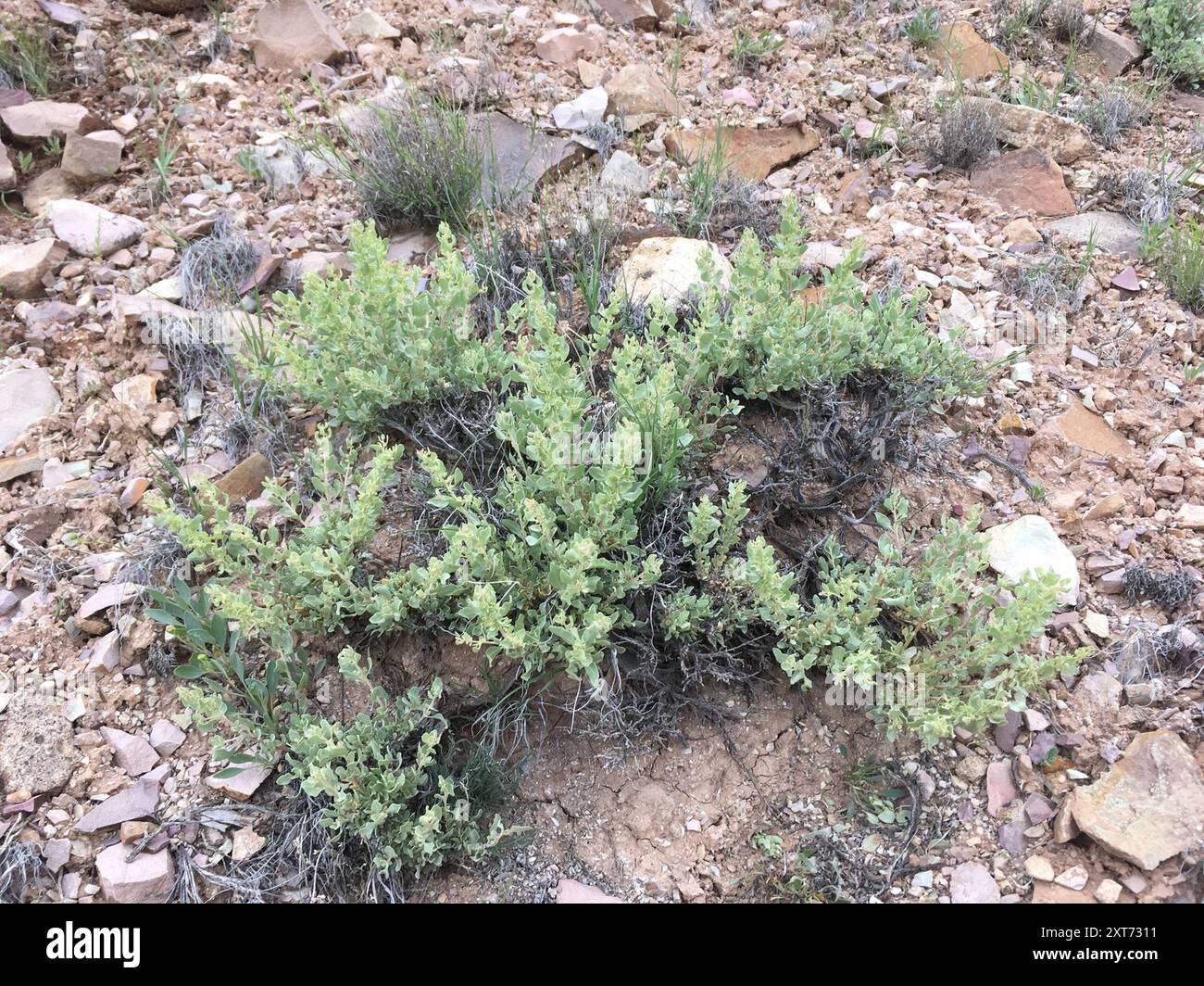 Shadscale Saltbush (Atriplex confertifolia) Plantae Stock Photo - Alamy