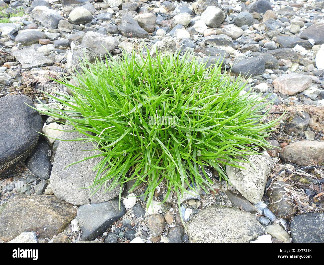 Sea Plantain (Plantago maritima) Plantae Stock Photo - Alamy