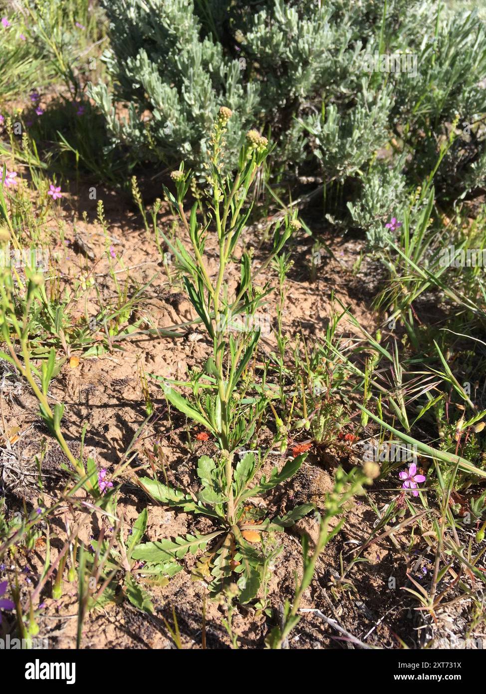 Common Peppergrass (Lepidium densiflorum) Plantae Stock Photo - Alamy