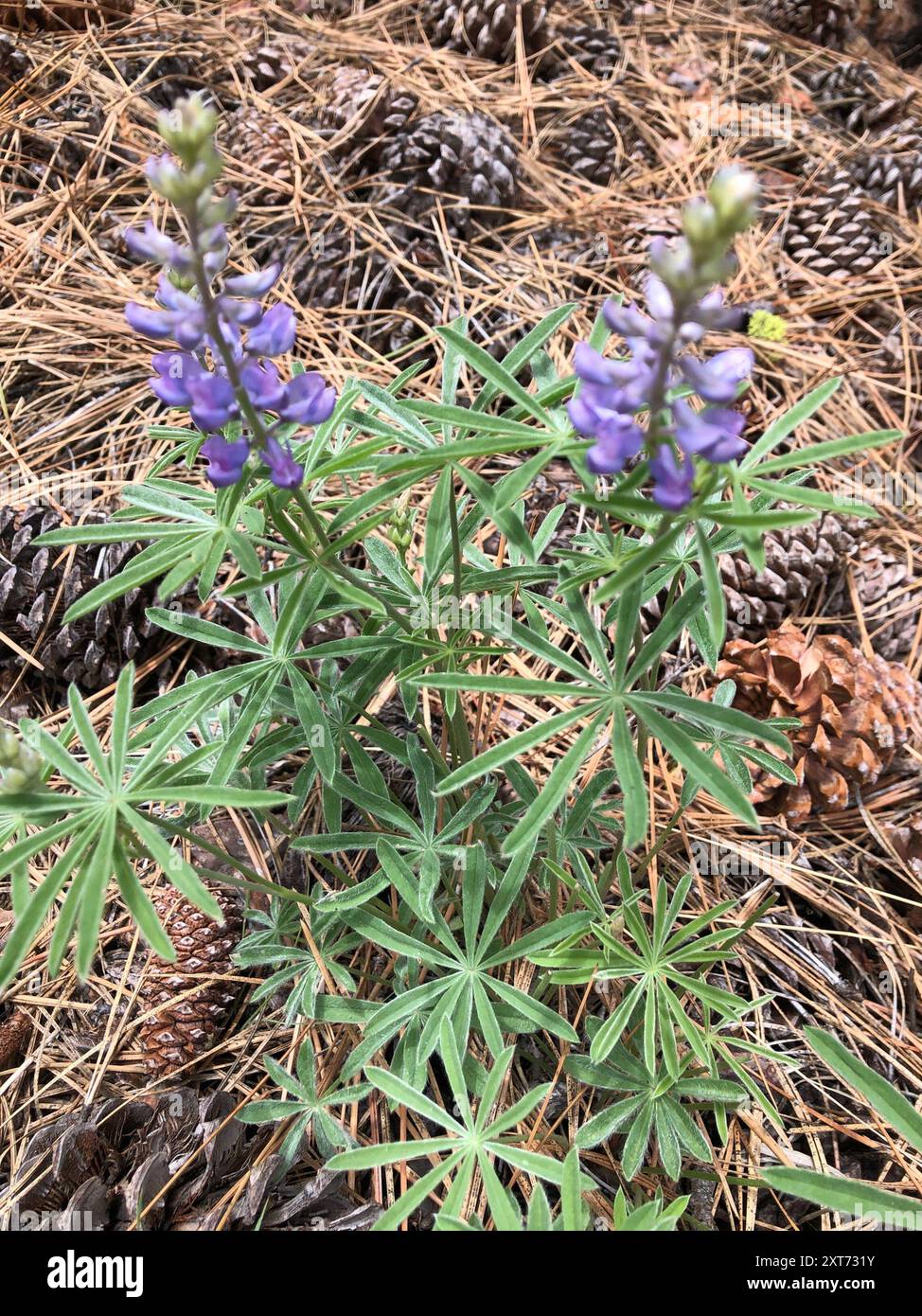 Longspur Lupine (Lupinus arbustus) Plantae Stock Photo - Alamy