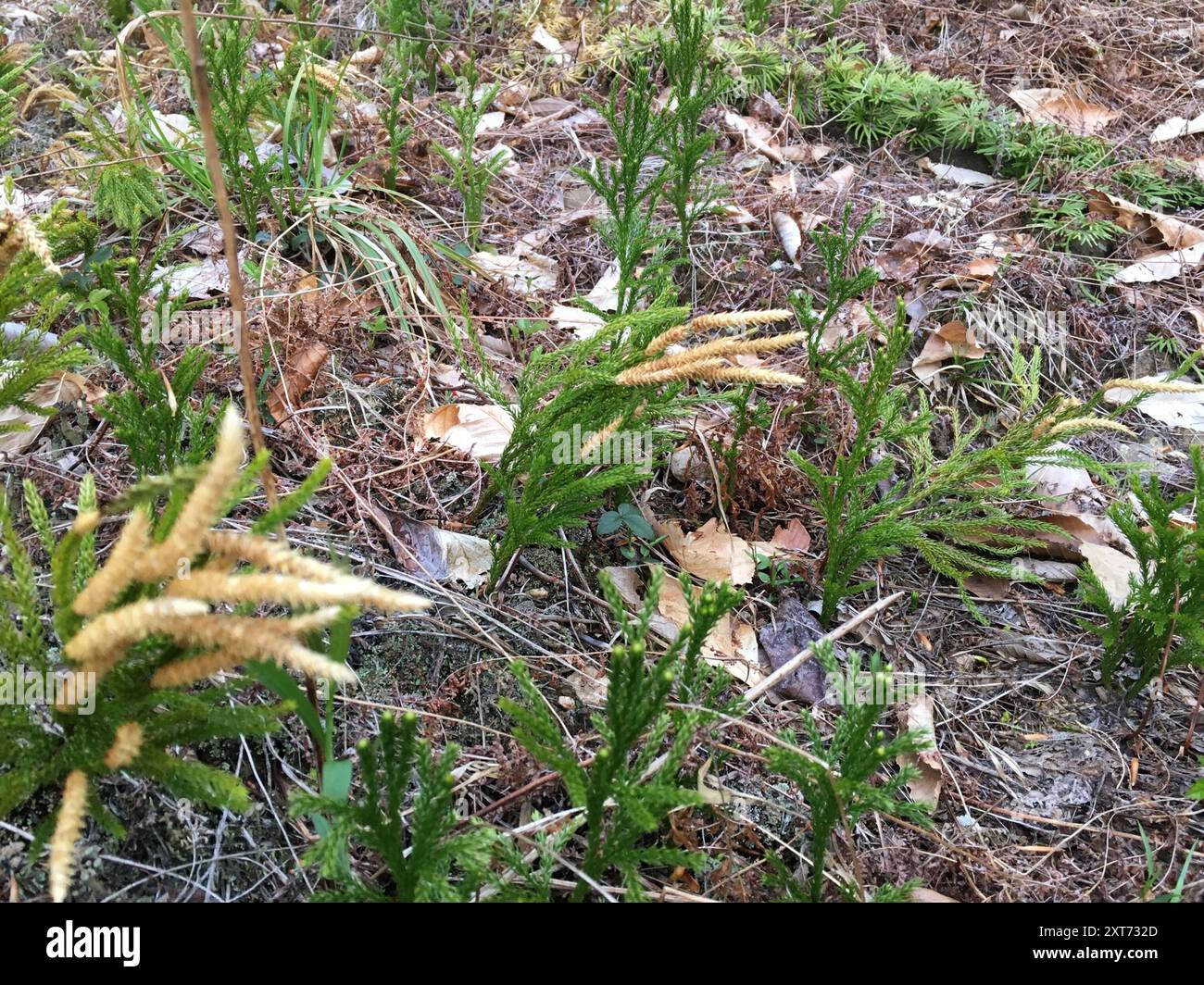 Hickey's tree-clubmoss (Dendrolycopodium hickeyi) Plantae Stock Photo ...
