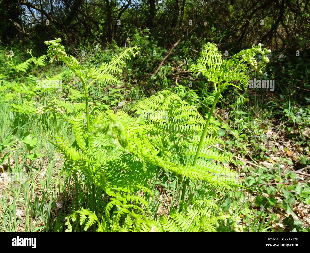 common bracken (Pteridium aquilinum) Plantae Stock Photo - Alamy