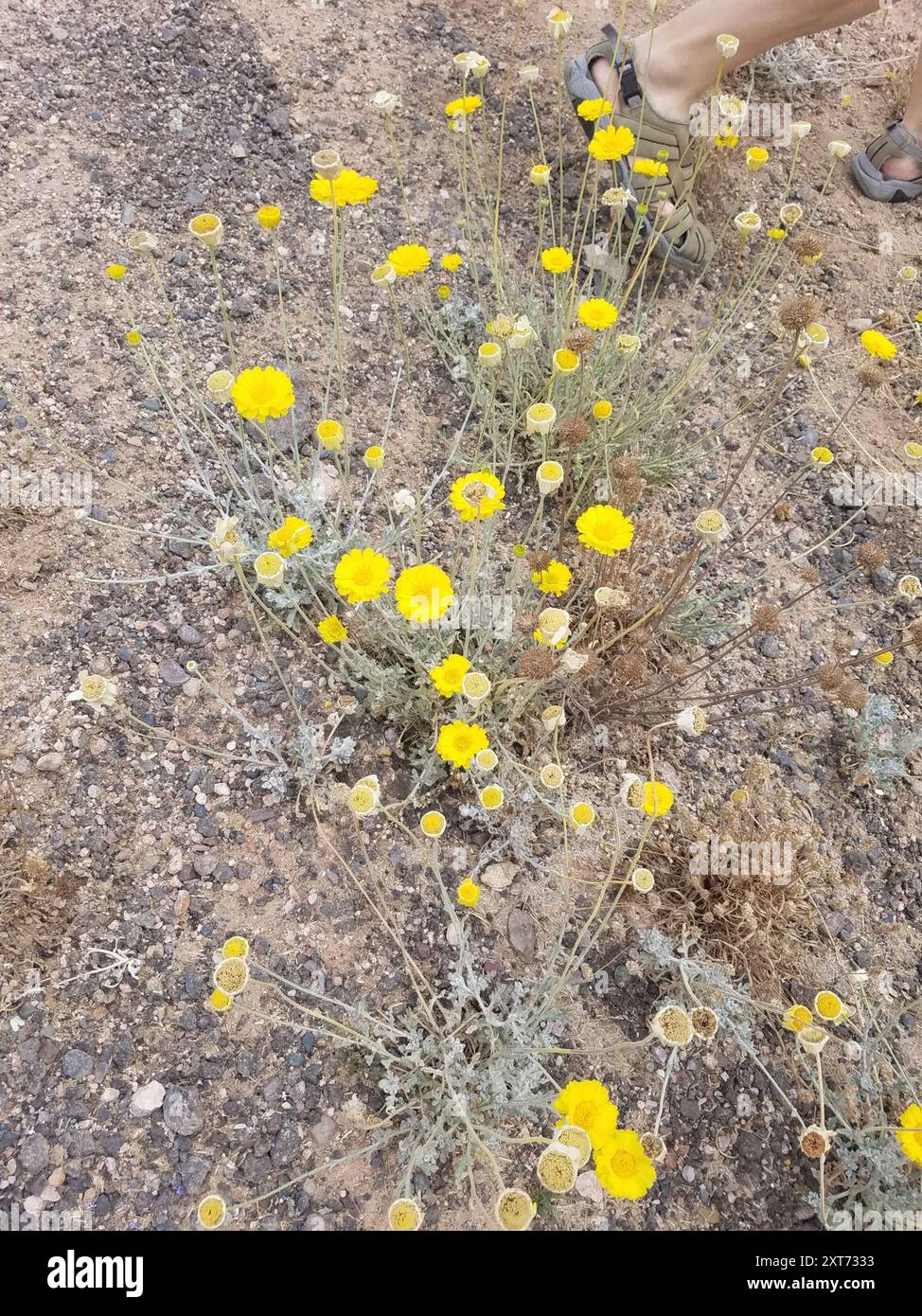 Desert Marigold (Baileya multiradiata) Plantae Stock Photo - Alamy