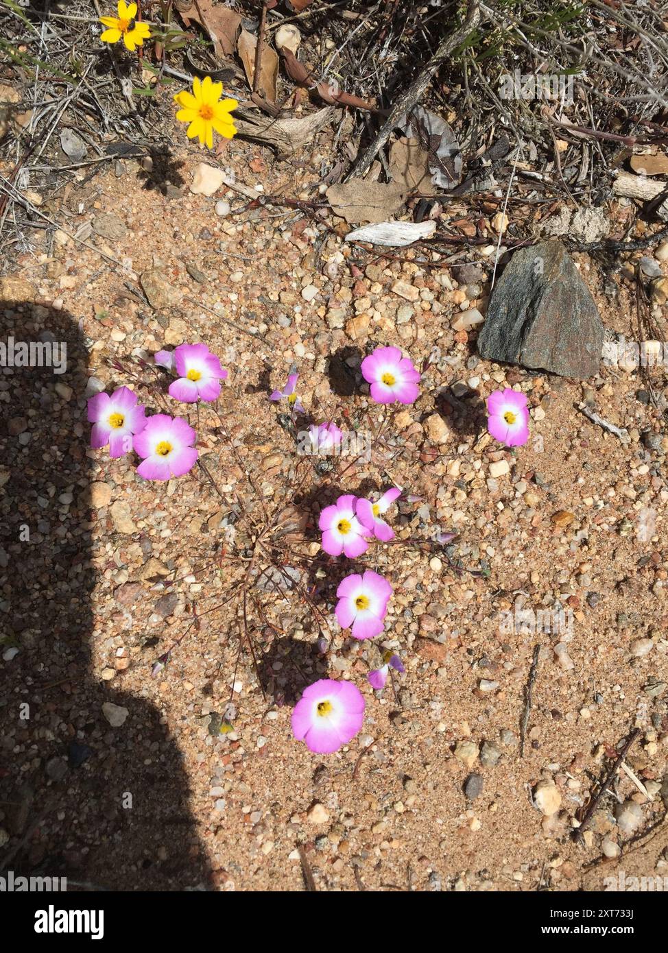 fringed linanthus (Linanthus dianthiflorus) Plantae Stock Photo - Alamy
