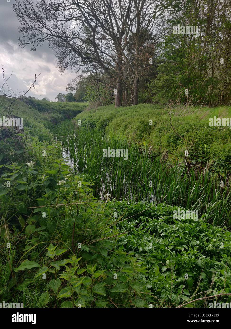 common reed (Phragmites australis) Plantae Stock Photo - Alamy