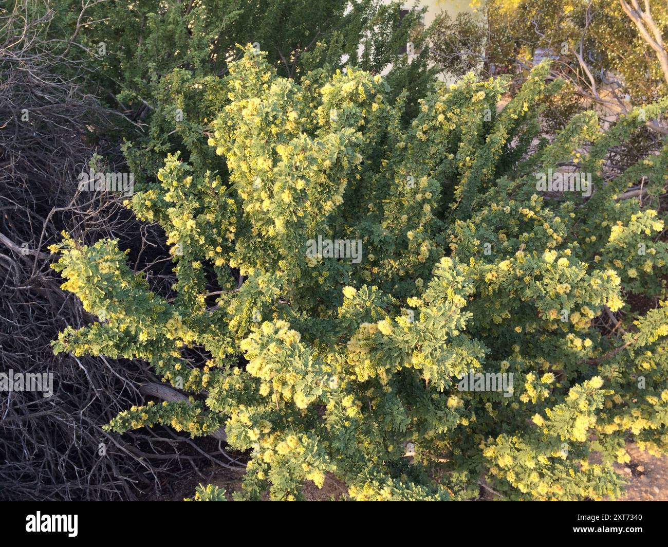 Catclaw Acacia (Senegalia greggii) Plantae Stock Photo - Alamy