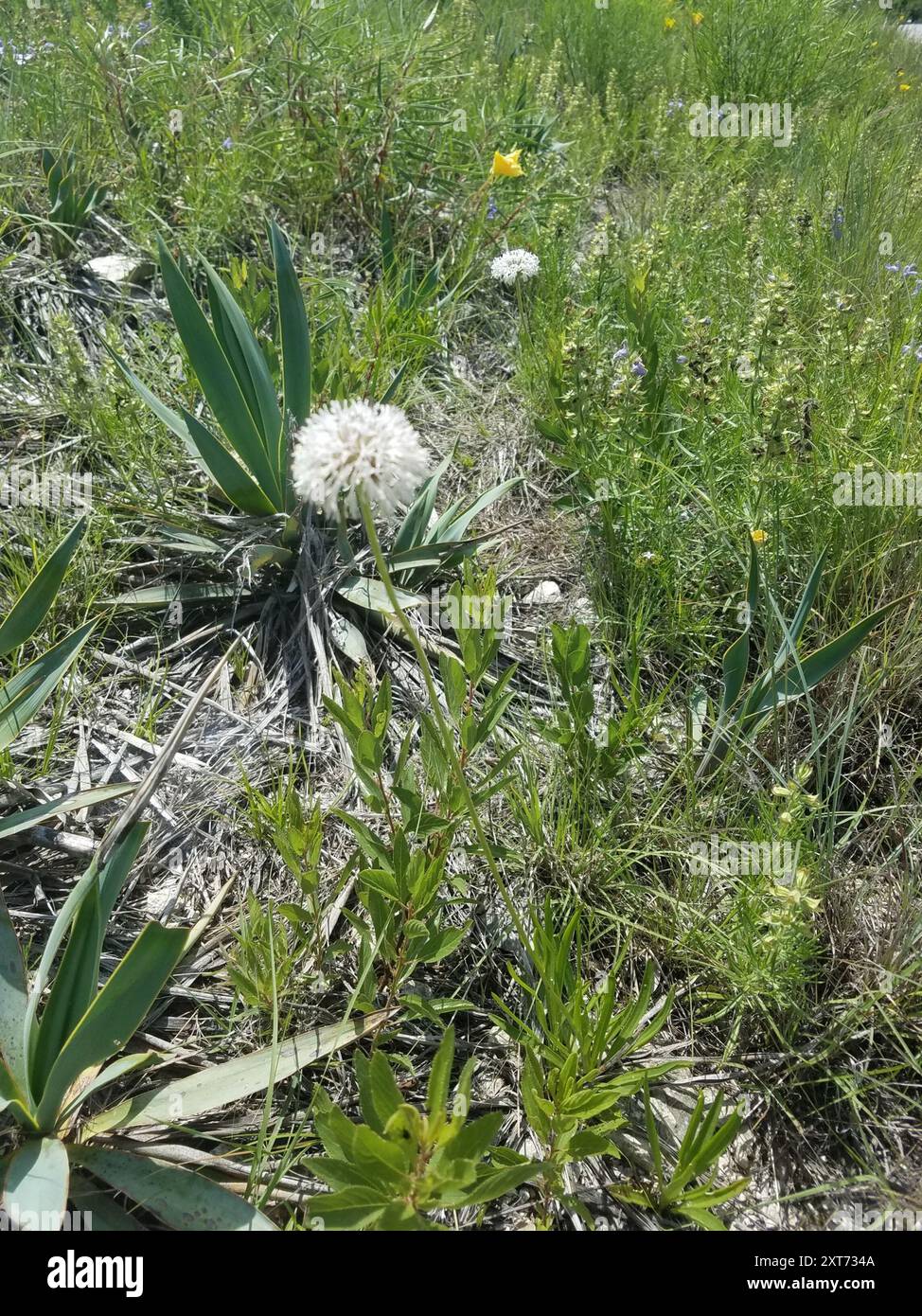 Barbara's-buttons (Marshallia caespitosa) Plantae Stock Photo - Alamy