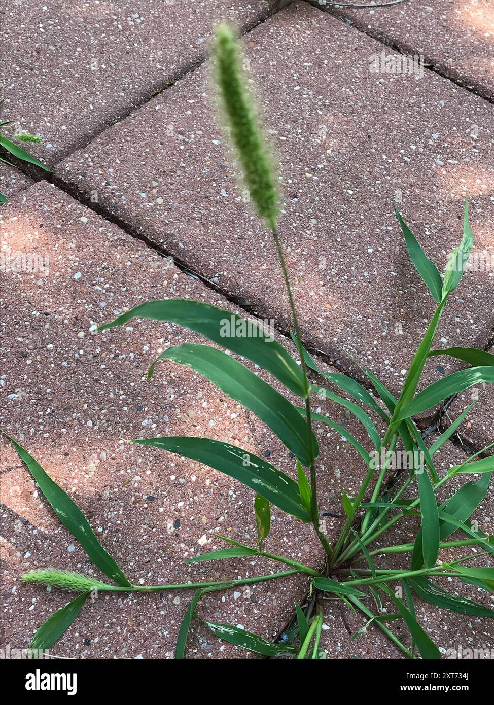 Green Bristle Grass (Setaria viridis) Plantae Stock Photo - Alamy
