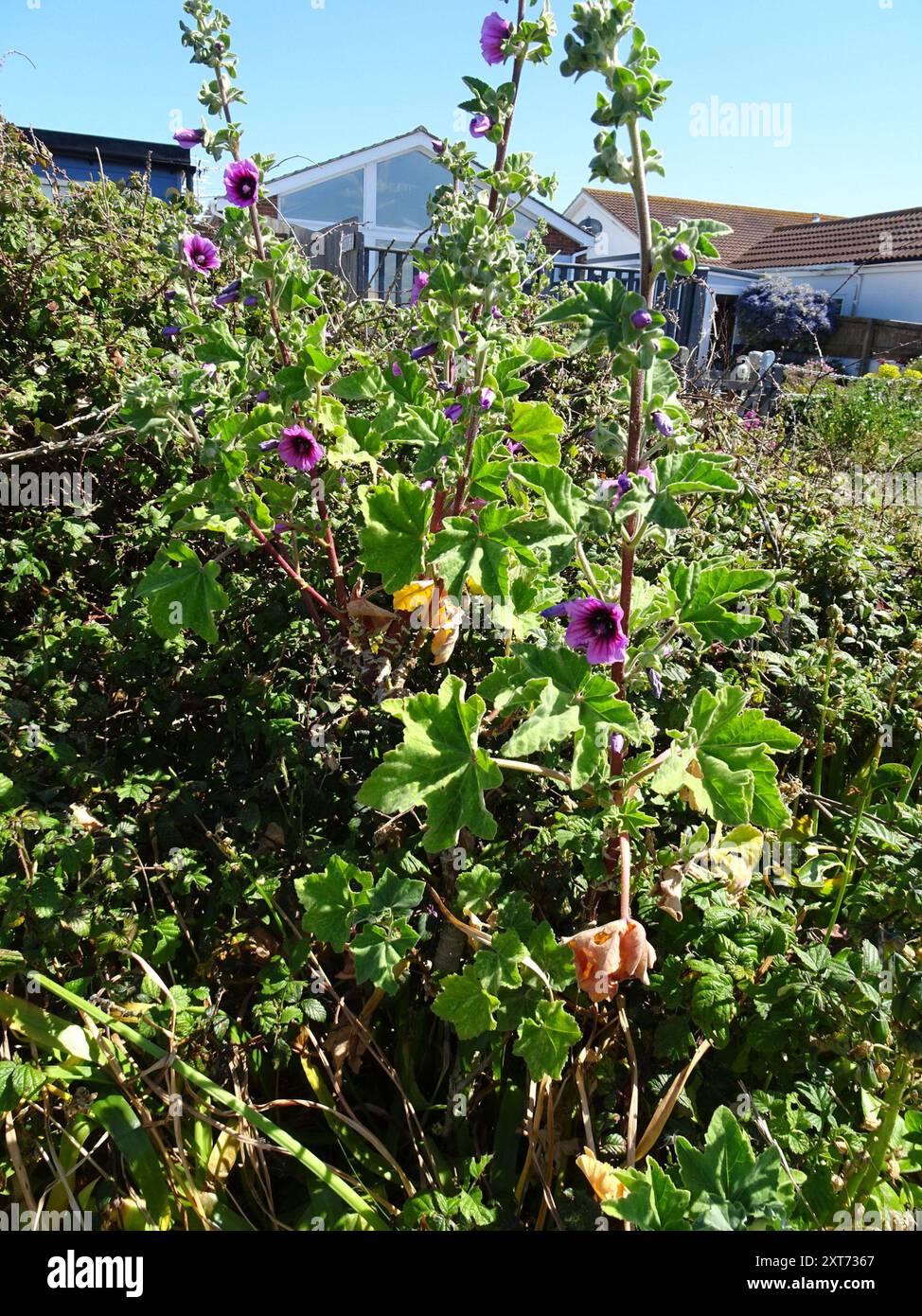 Tree Mallow (Malva arborea) Plantae Stock Photo - Alamy
