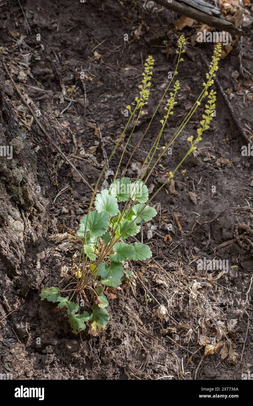 littleleaf alumroot (Heuchera parvifolia) Plantae Stock Photo - Alamy