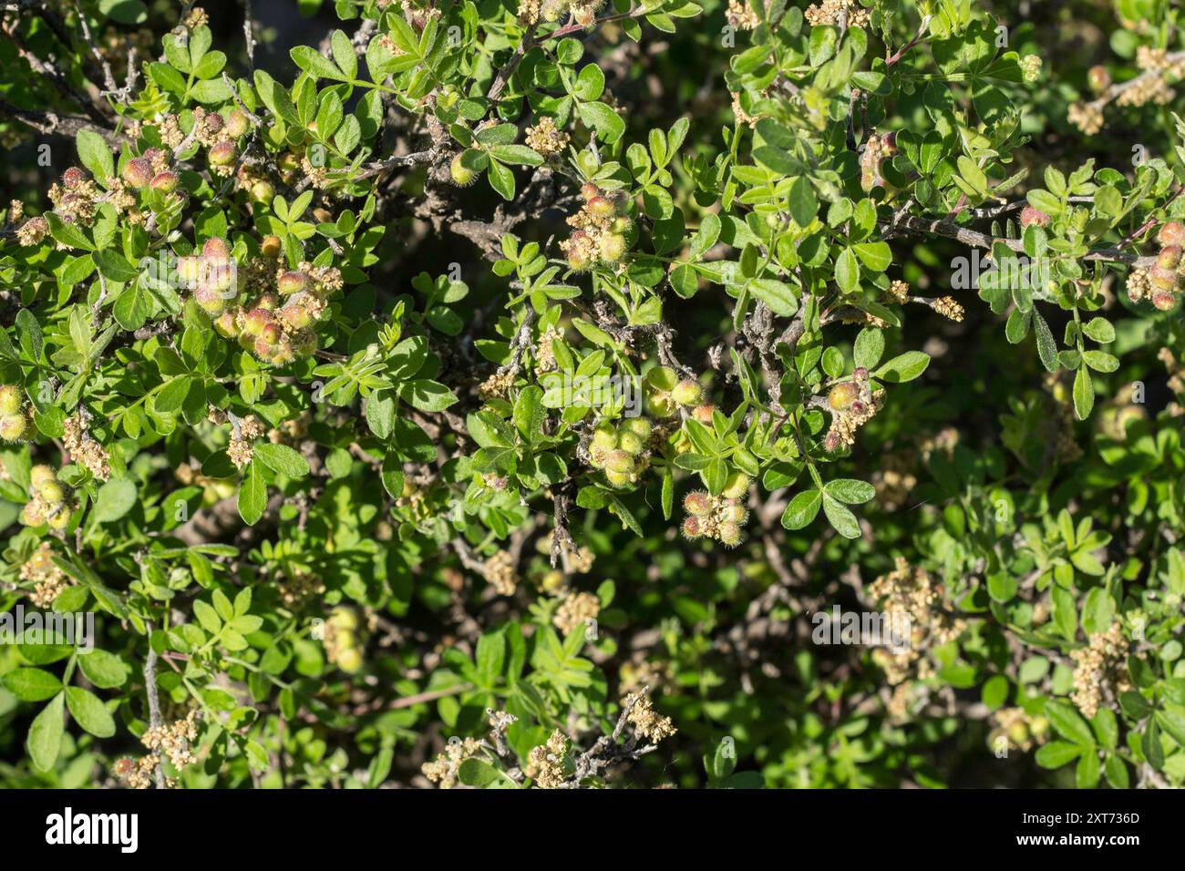 little leaf sumac (Rhus microphylla) Plantae Stock Photo - Alamy