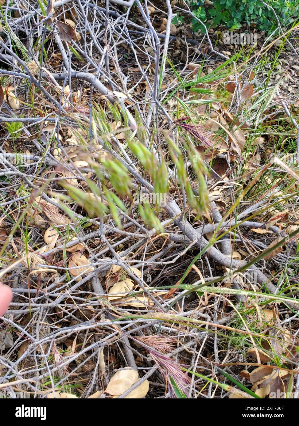 Cheatgrass (Bromus tectorum) Plantae Stock Photo - Alamy
