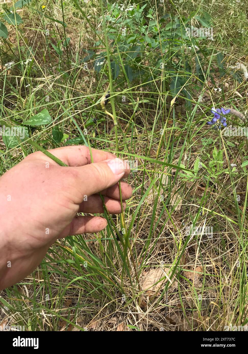 grasses, sedges, cattails, and allies (Poales) Plantae Stock Photo - Alamy
