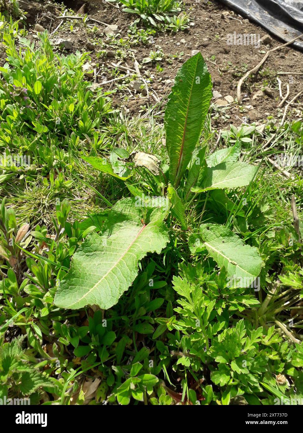 broad-leaved dock (Rumex obtusifolius) Plantae Stock Photo - Alamy