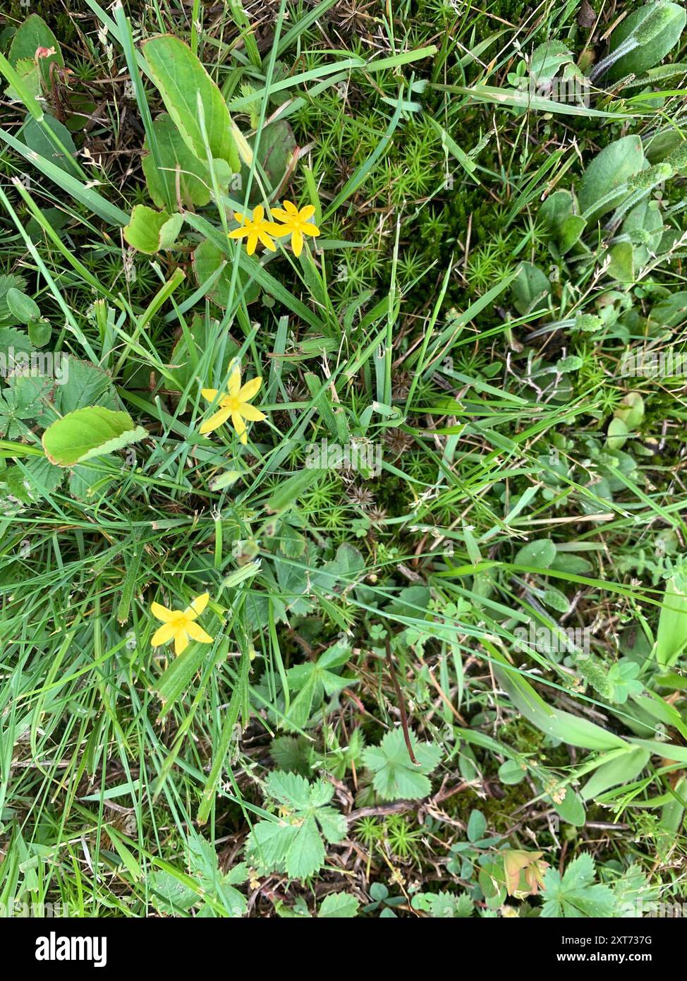 yellow star grass (Hypoxis hirsuta) Plantae Stock Photo - Alamy