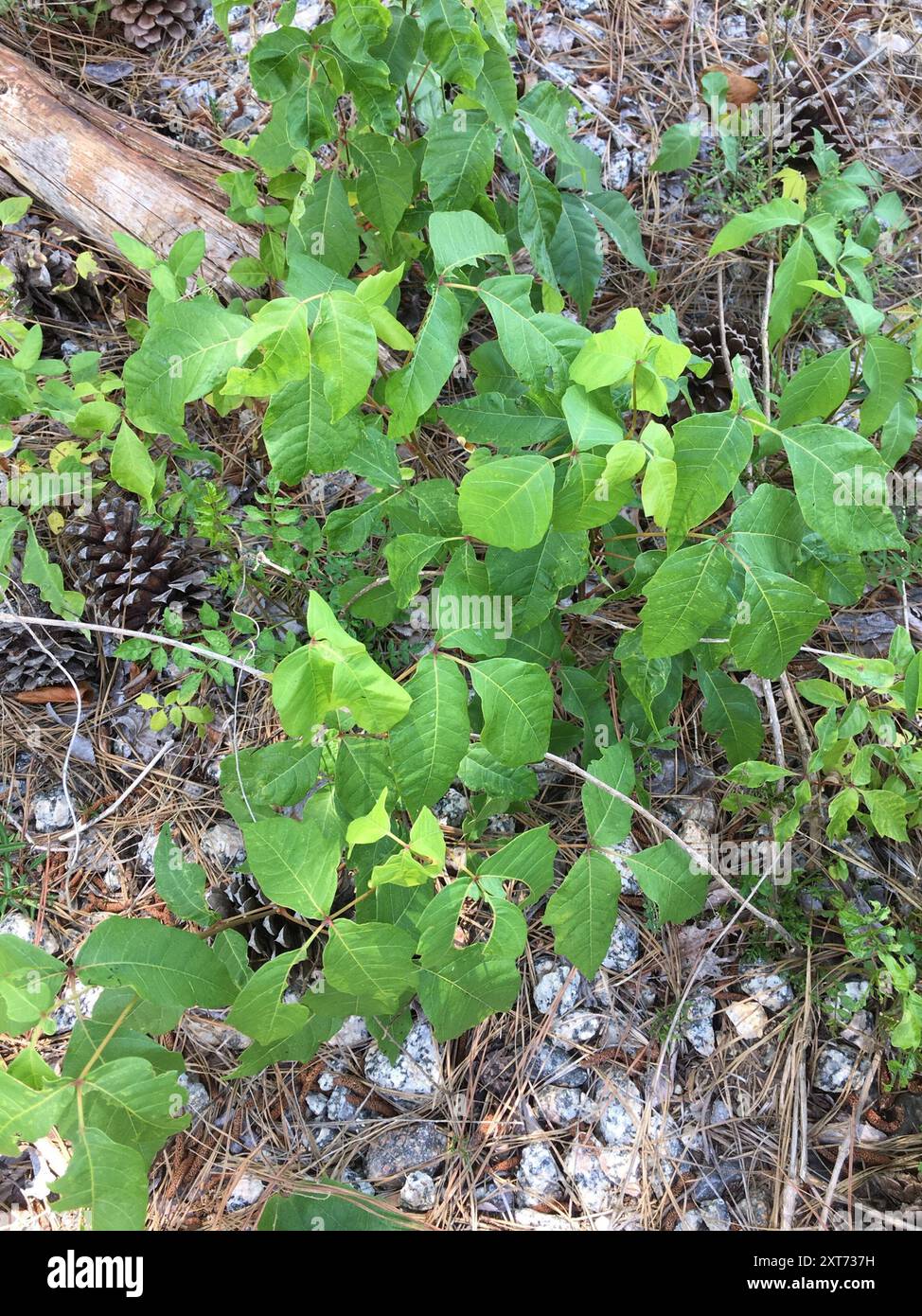 eastern poison ivy (Toxicodendron radicans) Plantae Stock Photo - Alamy