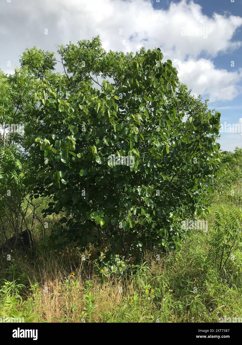 Texas redbud (Cercis canadensis texensis) Plantae Stock Photo - Alamy