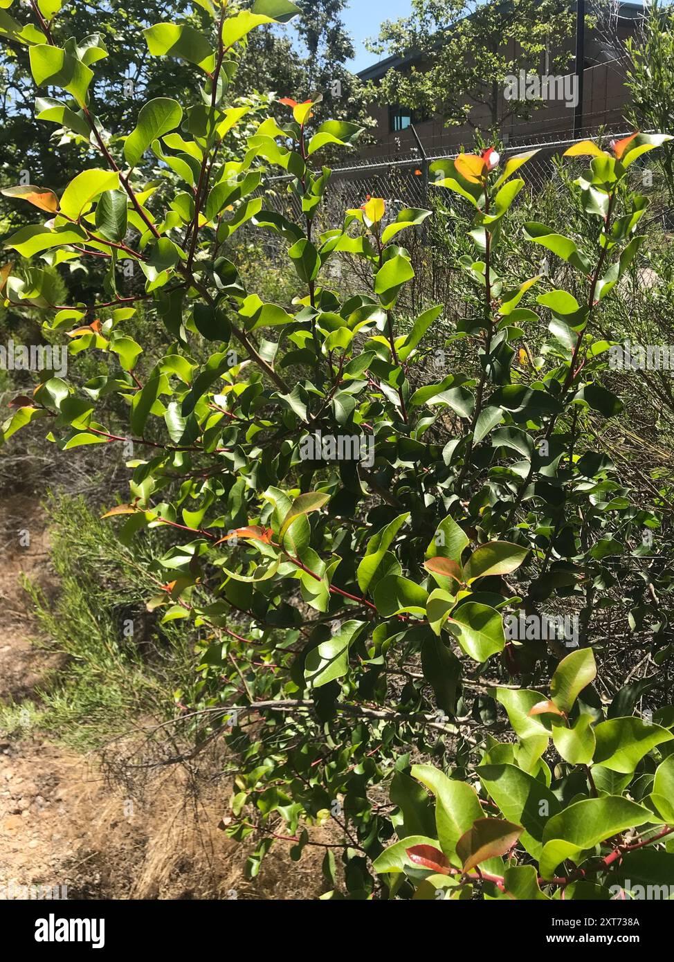 sugar bush (Rhus ovata) Plantae Stock Photo - Alamy
