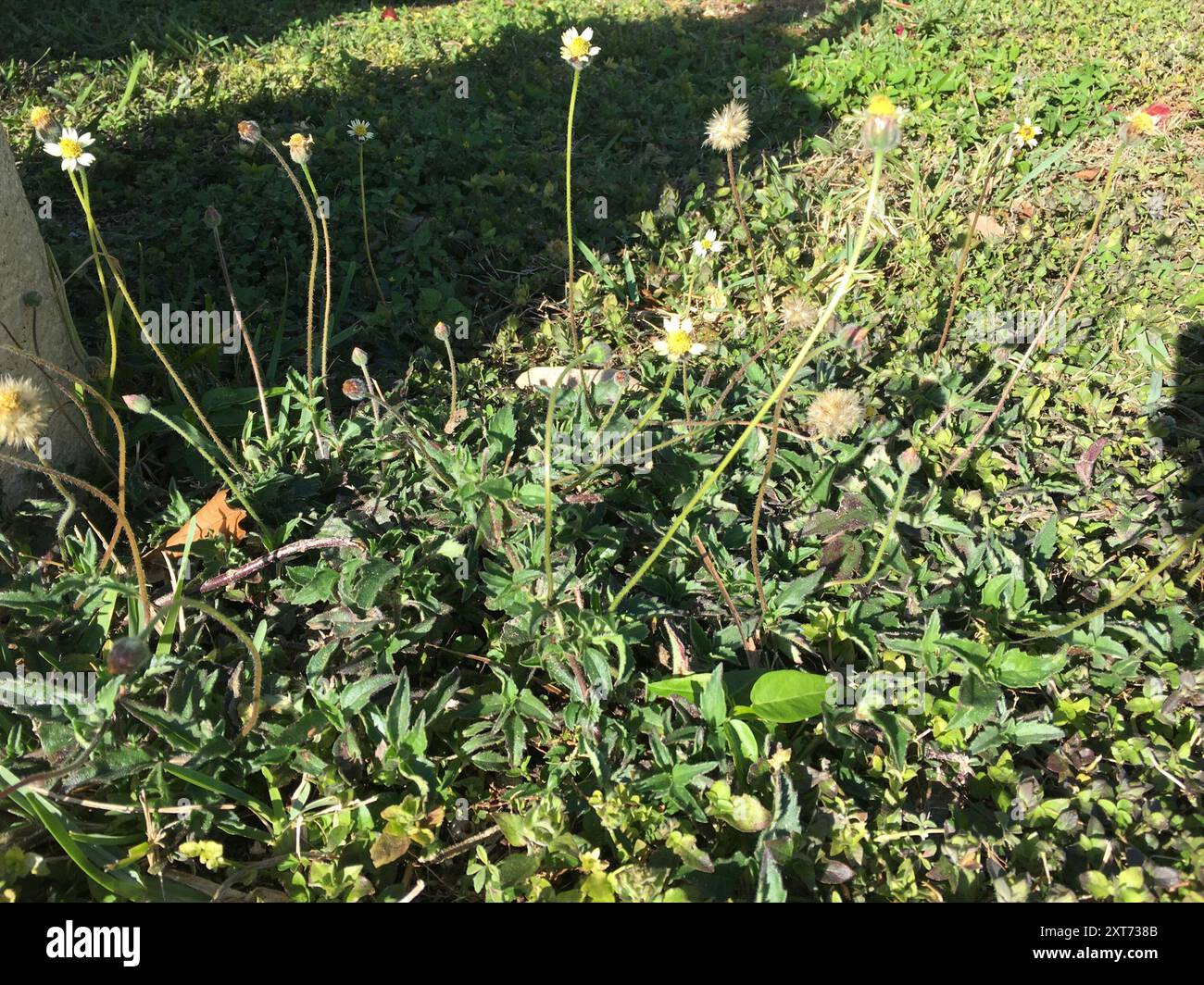 Tridax daisy (Tridax procumbens) Plantae Stock Photo - Alamy