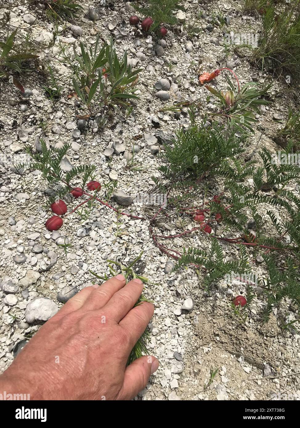 Ground-plum (Astragalus crassicarpus) Plantae Stock Photo - Alamy