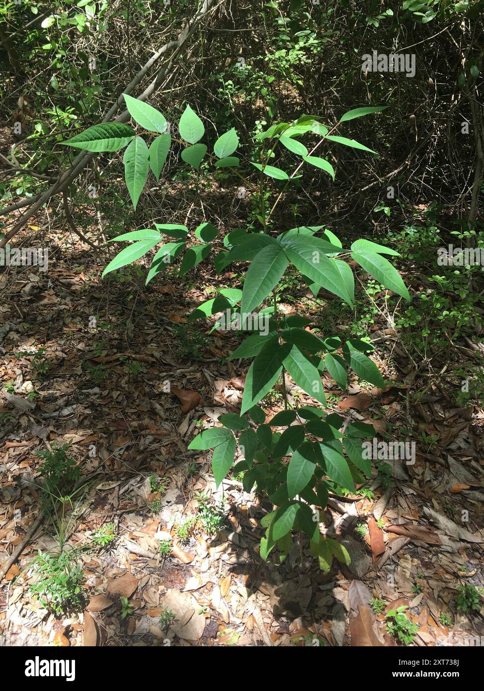 Coffee Senna (Senna occidentalis) Plantae Stock Photo - Alamy