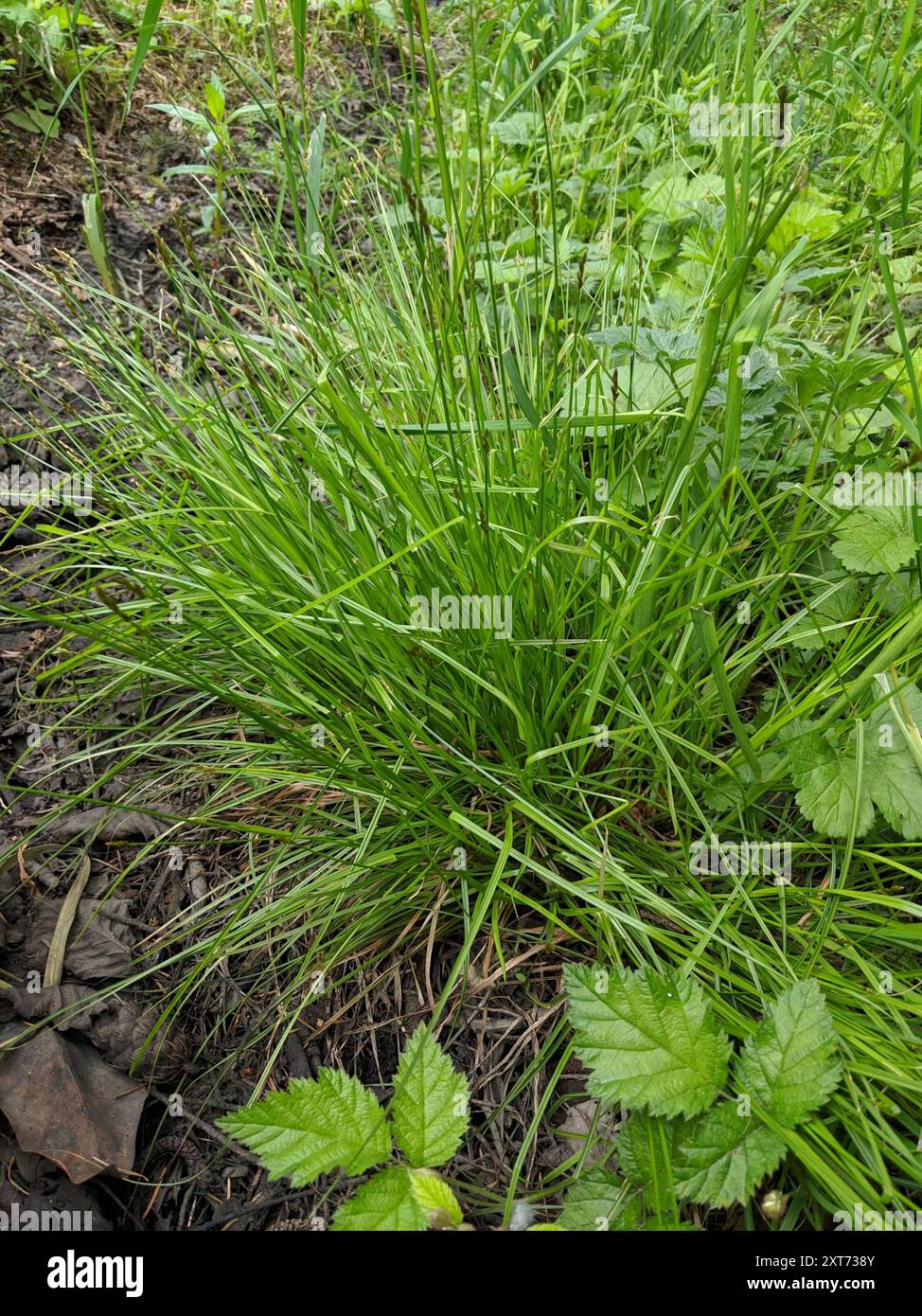 slender-footed sedge (Carex leptopoda) Plantae Stock Photo - Alamy