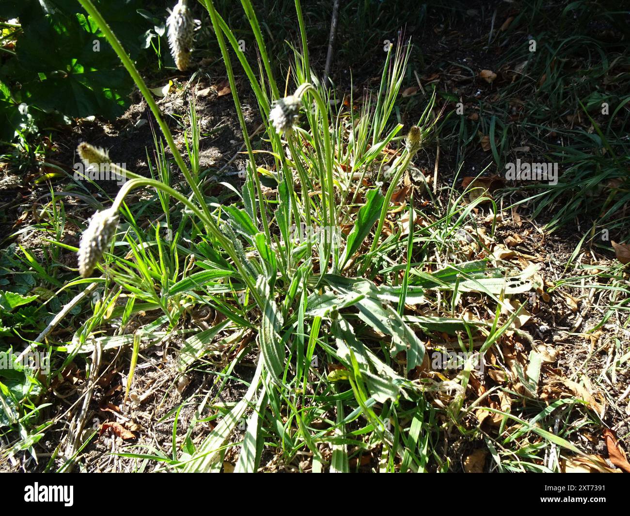 ribwort plantain (Plantago lanceolata) Plantae Stock Photo - Alamy
